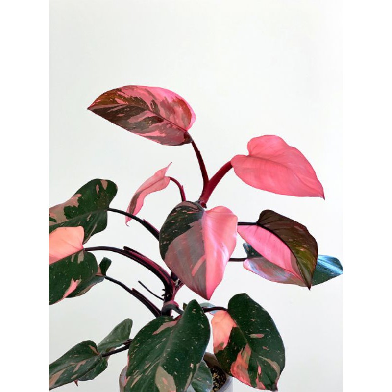 20pcs Seeds Pokok Philodendron Pink Princess Real Plant | Shopee ...