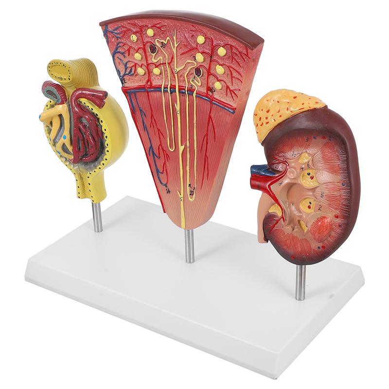 Human Kidney Anatomical Model Enlarge Nephron Glomeruli Anatomy Model ...