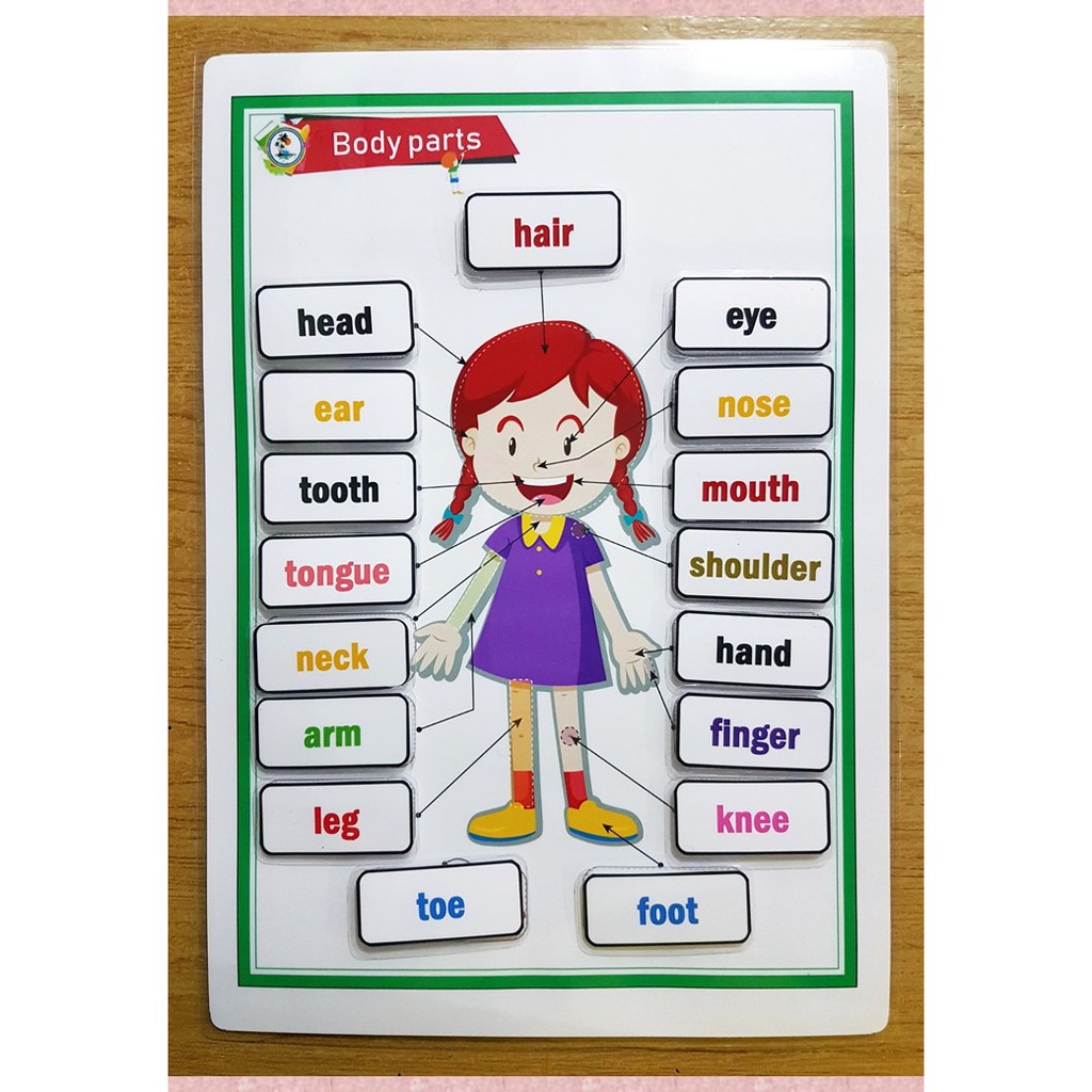 Parts of the Body Laminated Velcro Activity (A4 size 8.3x11.7 inches ...