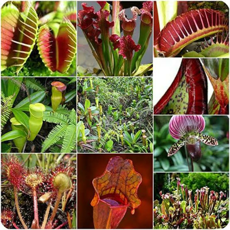 Venus Flytrap | P1200 each | Live Plant | Shopee Philippines
