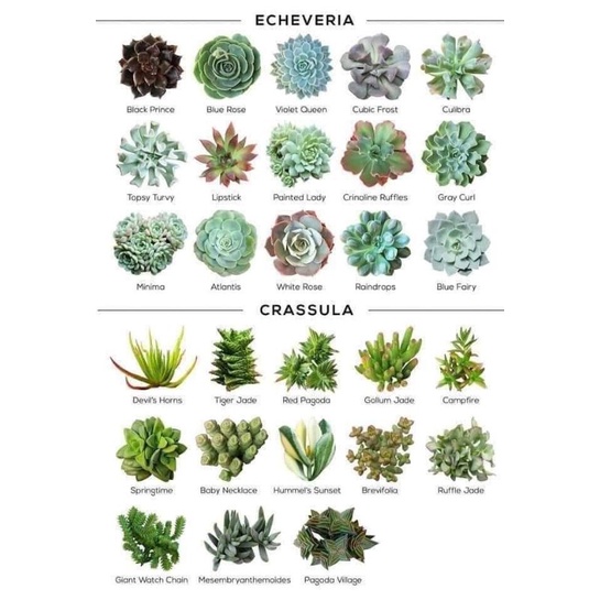 Live UPROOTED Succulents/Cactus | Shopee Philippines