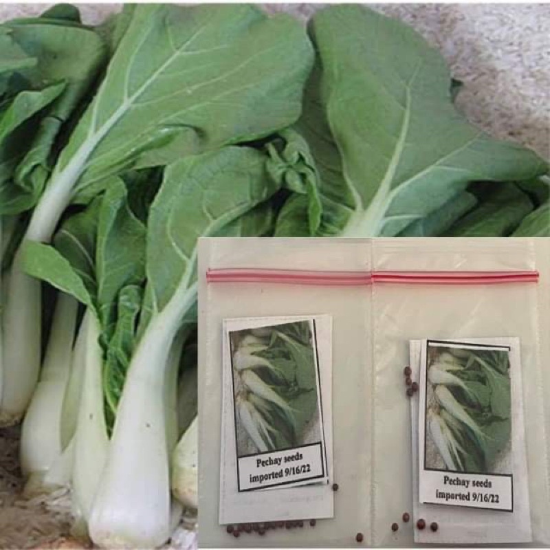 Pechay seeds Organic/Pak choi imported | Shopee Philippines