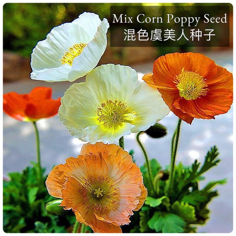 50pcs 【Ready Stock】 SD08 Mix Color Corn Poppy Flower Seed Flower ...