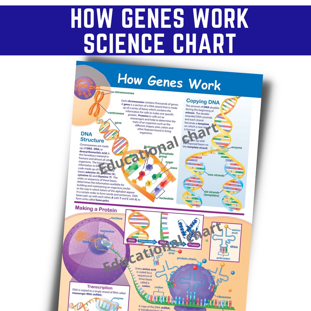 HOW GENE WORKS POSTERS CHARTS I ALL ABOUT SCIENCE CHARTS, A4 Size ...
