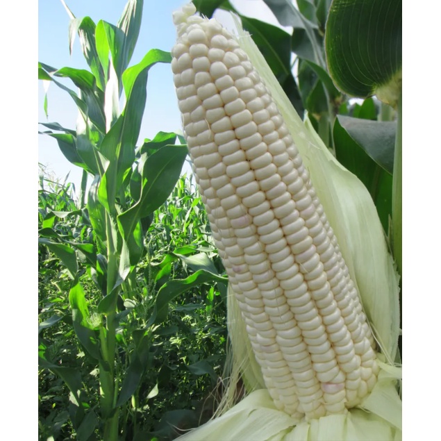 puting mais / white corn seeds - 25pesos per pack - condor seeds ...