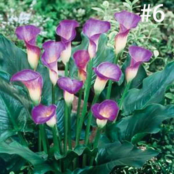 100pcs Bibit Bunga Calla Lily Langka Bonsai | Shopee Philippines