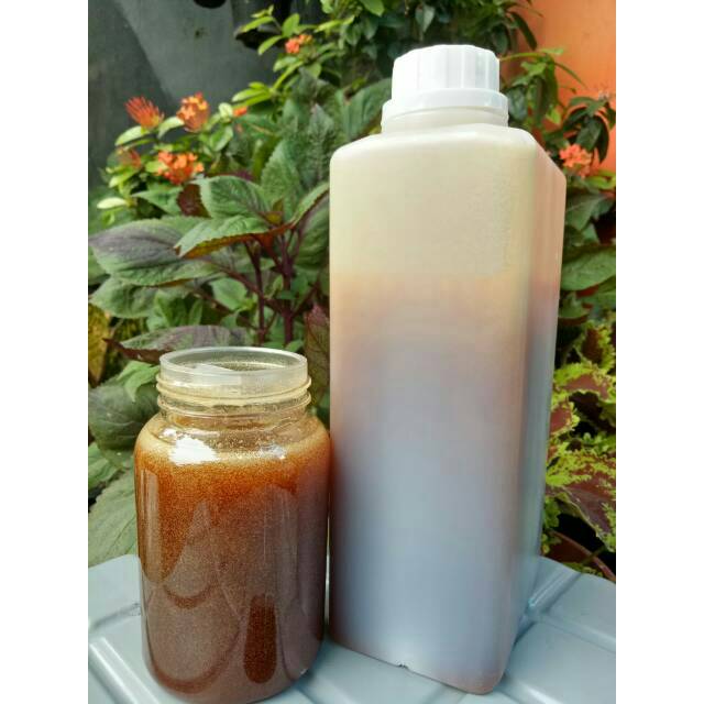 Original Forest Honey Sialang Riau 1kg | Shopee Philippines