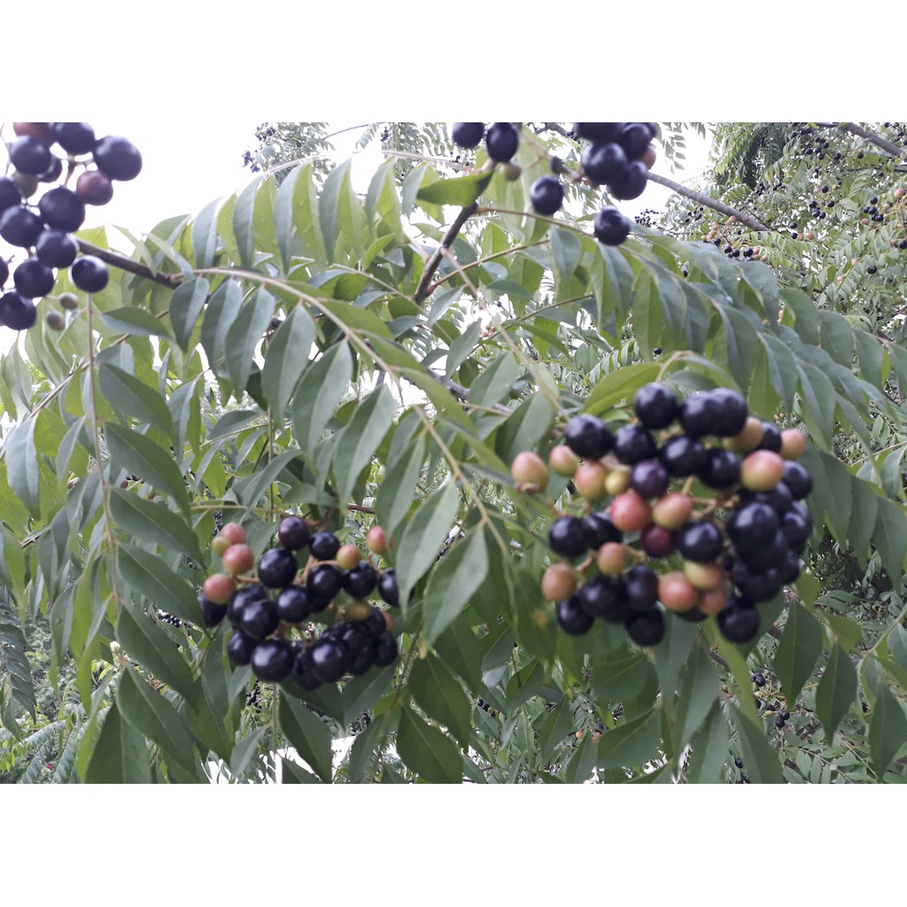 Fresh Curry Leaves / Curry Tree Seeds, organic, plucked from our garden ...