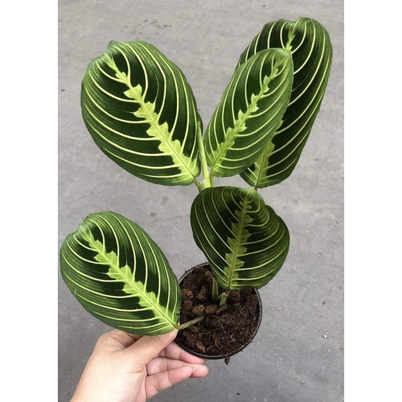 Calathea Lemon Lime Maranta RARE | Shopee Philippines