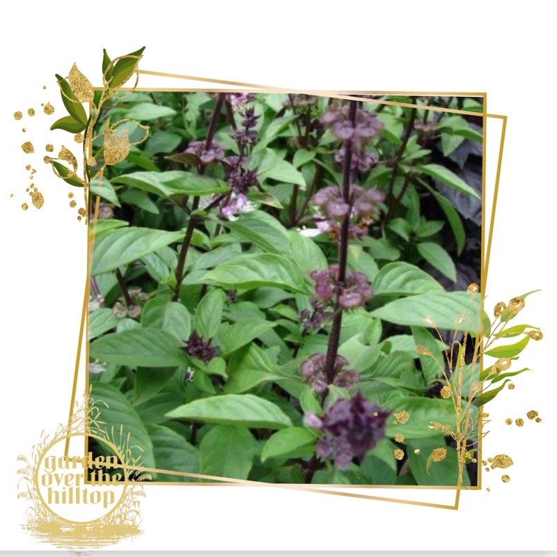 holy thai and genovese basil/balanoy seeds (approx. 50 seeds) | Shopee ...