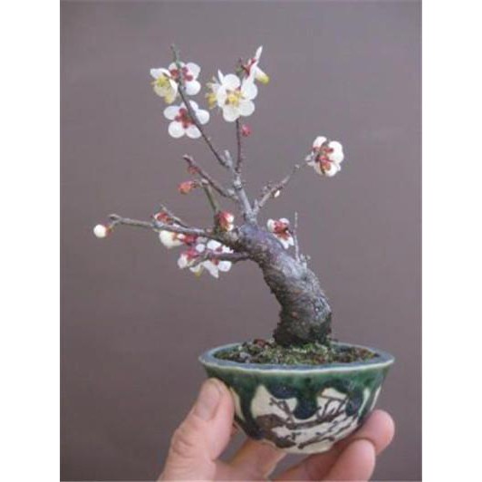20 pcs Weeping Sakura Seeds, cherry blossom seeds, beautiful sakura ...