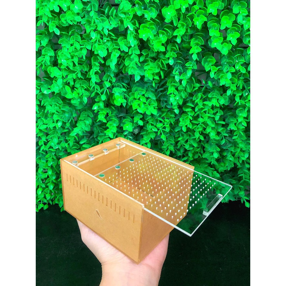 Spider/scorpion/centine Raising Box size 10,5-8,5-6cm | Shopee Philippines