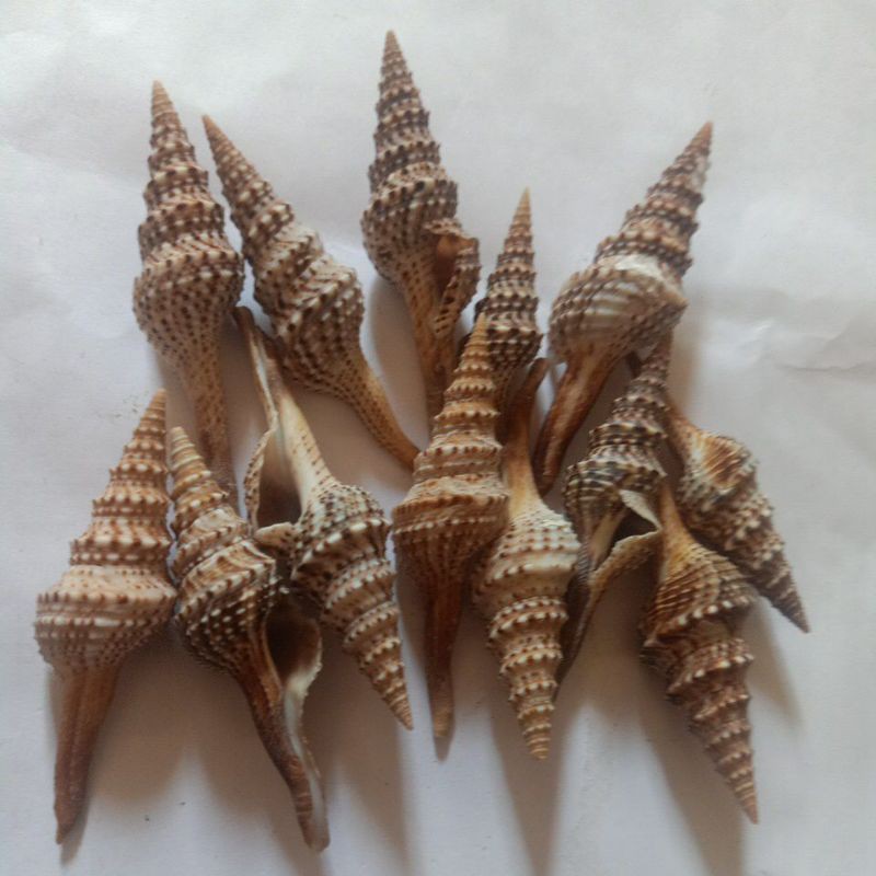 Chocolate chili shells | Shopee Philippines