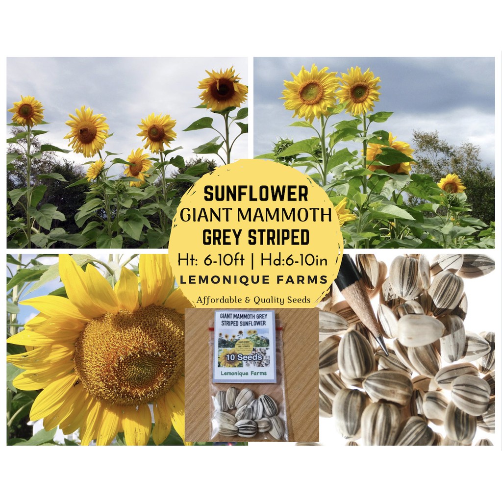 Giant Mammoth Grey Striped sunflower seeds | Mammoth Giant Sunflower ...