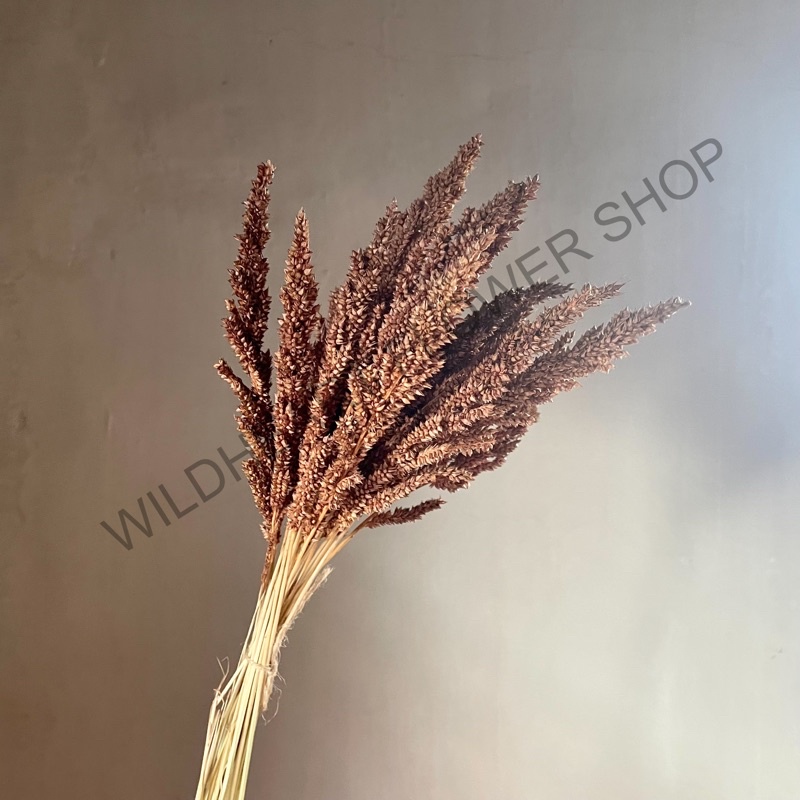 Dried Flower/Foliage - Colored Trigo (25 stems bundle) | Shopee Philippines