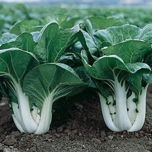 50pcs Chinese White Cabbage Fan Pak Choy Vegetable Seeds | Shopee ...
