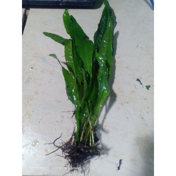 java fern big aquatic plants | Shopee Philippines