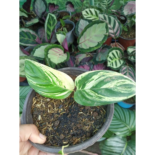 Charlie Calathea Local seed ling bag | Shopee Philippines