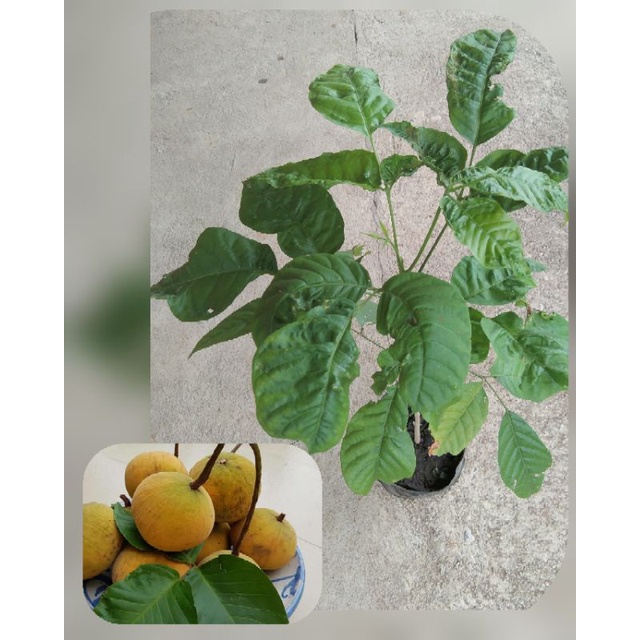 Santol (Cotton Fruit) Plant | Shopee Philippines
