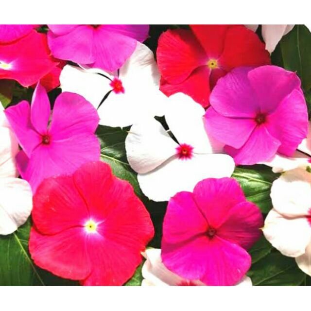 Spot 100% plump seedsVinca or Periwinkle Flower Seeds ( choose color ...