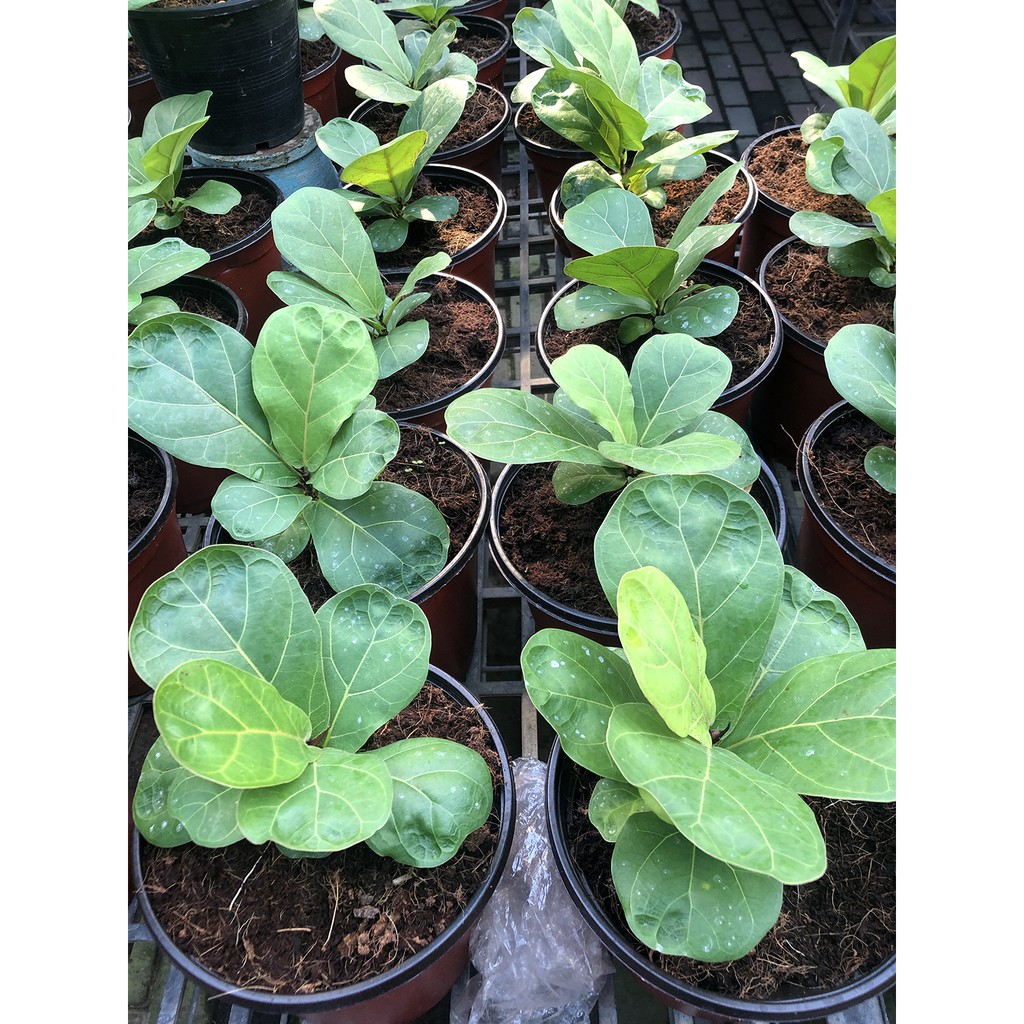 fiddle leaf fig tree seedling live plant ficus lyrata | Shopee Philippines
