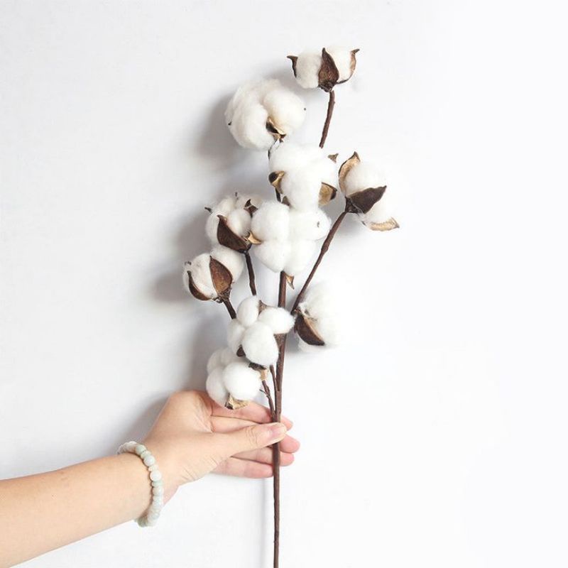 Dried Real Cotton Flower (10 cottons) Gift Wedding Party Home Birthday ...