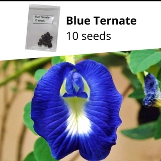 Shop blue ternate for Sale on Shopee Philippines