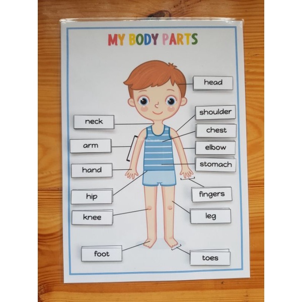 SCIENCE PARTS OF THE BODY LAMINATED LEARNING MATERIALS WITH VELCRO BOY ...
