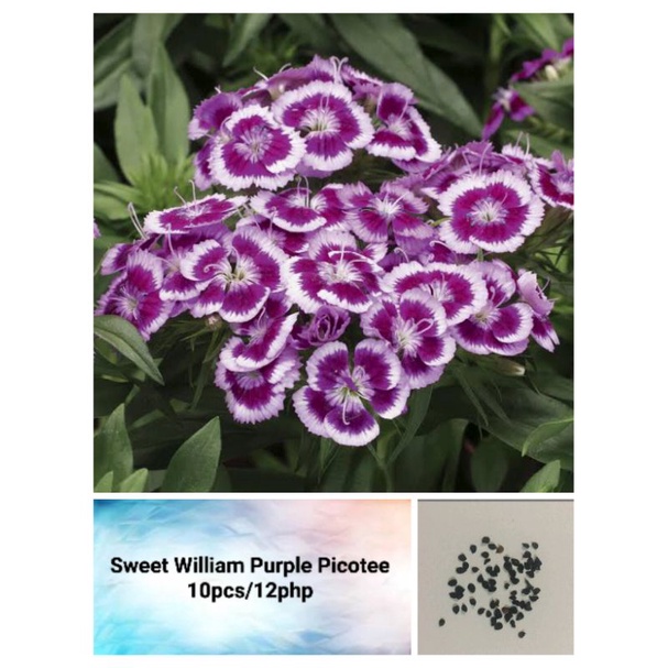 Sweet William Purple Picotee Seeds (10pcs) | Shopee Philippines