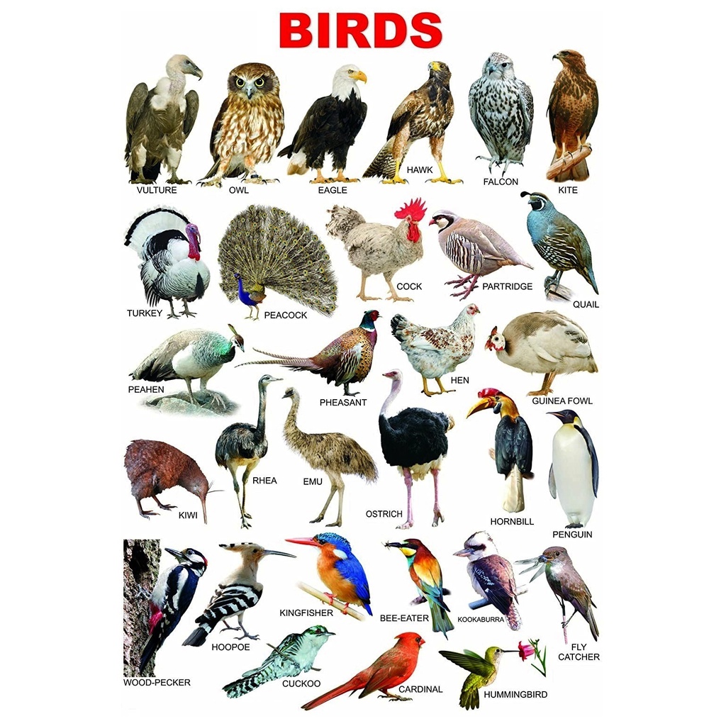 ANIMALS POSTERS, Animals Charts, Laminated Educational chart for kids ...