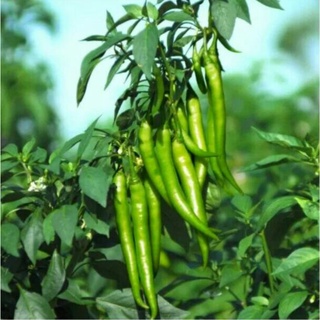 siling haba / green pepper seed - P25 per pack - condor - vegetable ...