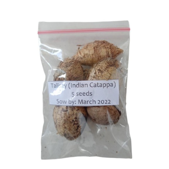 Talisay Tree Seeds for Planting (6 Seeds) | Shopee Philippines