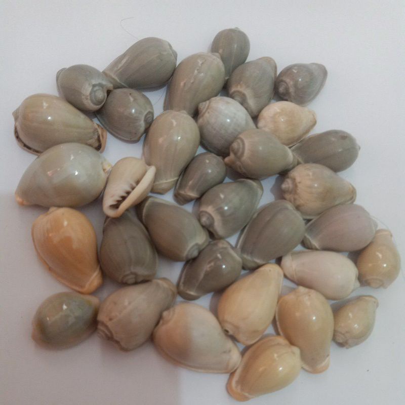 Monkey shell Shells. 100gr | Shopee Philippines