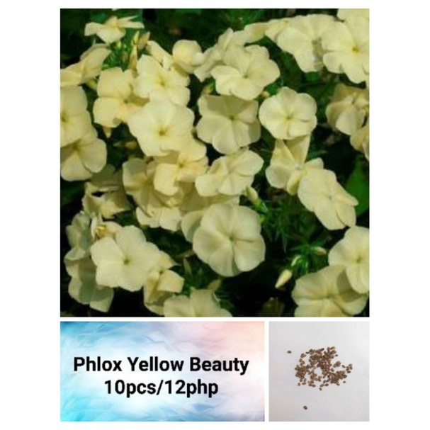 Phlox Yellow Beauty Seeds (10pcs) | Shopee Philippines