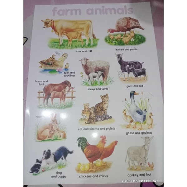 animals educational poster chart Lamniated learning material | Shopee ...