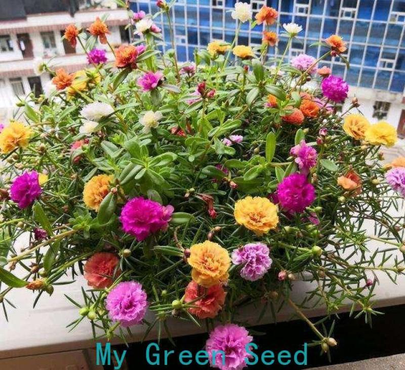 *Single & Double Petal* Portulaca Mix Rose Japan Colour seeds 100pcs ...