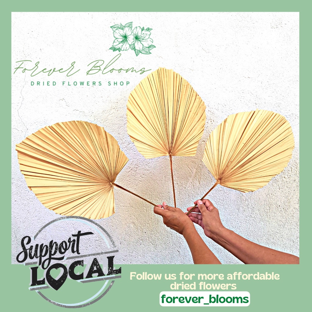 Dried Large Anahaw Leaves | Dried Flowers | Forever Blooms | Shopee ...