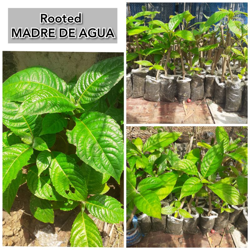 Rooted Madre de Agua (100% buhay na) | Shopee Philippines