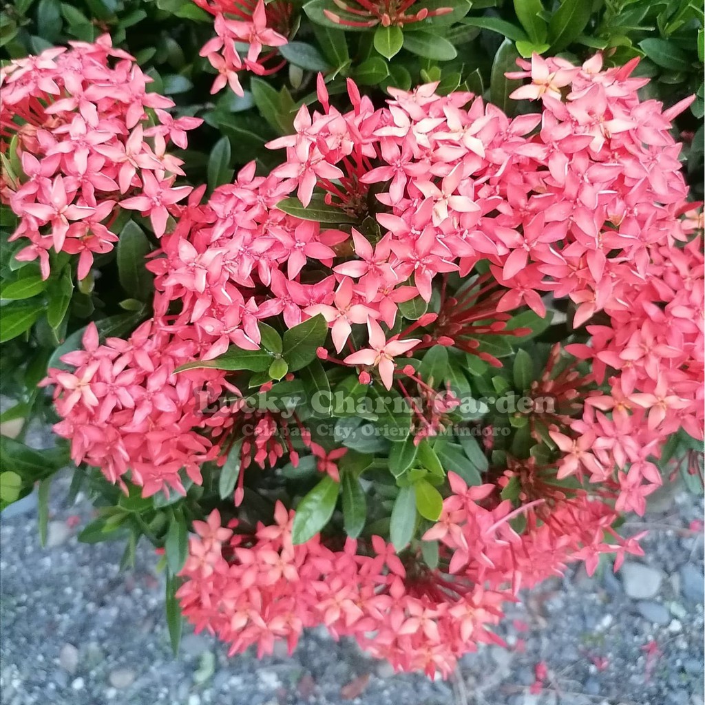 Santan (Red-orange flower, live with soil) | Shopee Philippines