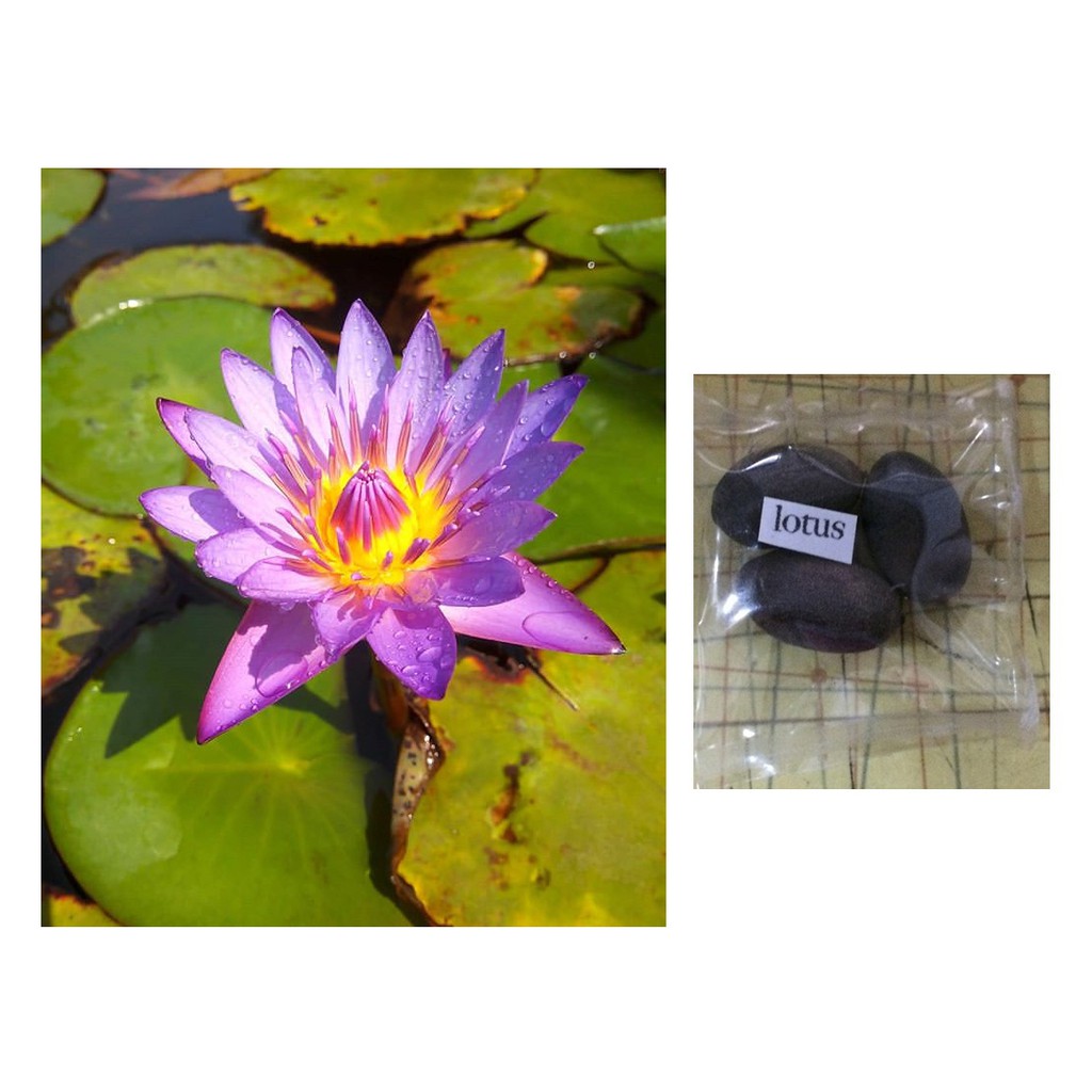 mini lotus flower seeds | Shopee Philippines