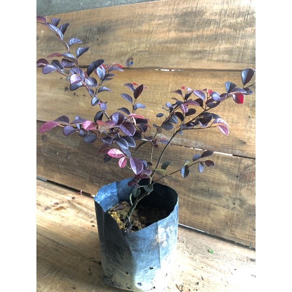 JNJ -【Live Plant】Loropetalum ‘ Red after-wood通心菜/头饰/男装/种子/花园/母婴/上衣/木瓜 ...