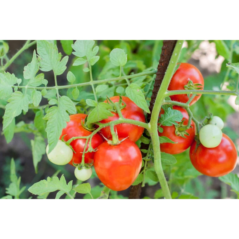 kamatis / tomato seeds - 25pesos per pack - condor seeds - plant seed ...
