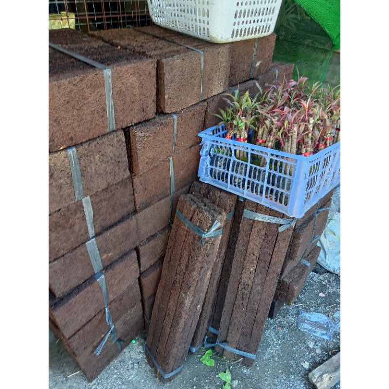 fern slabs for orchids for hanging plants and flowers | Shopee Philippines