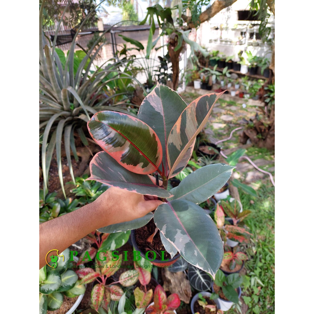 Ruby Tineke Ficus Elastica (ESTABLISHED) | Shopee Philippines