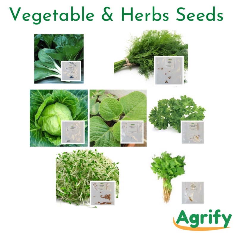 Vegetable & Herbs Seeds Oregano Dill Kangkong Spinach Kinchay Alfalfa ...