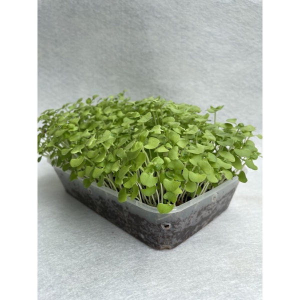 Basil Microgreens Seeds High Quality and High Germination - Basil ...