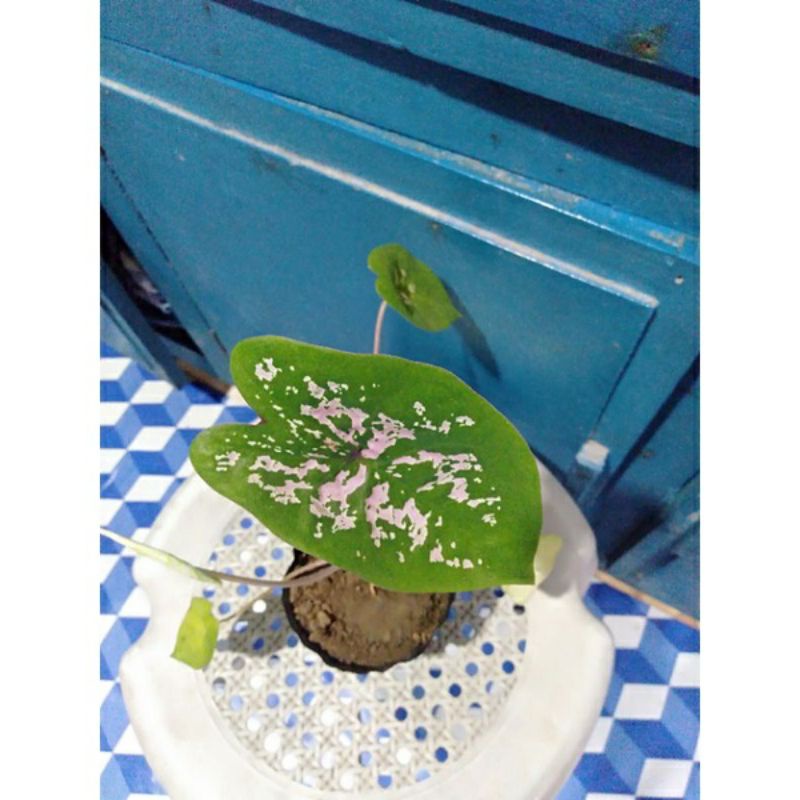 CALADIUM FLORIDA ELISE/LIVE PLANT (Small-Medium-Big) | Shopee Philippines