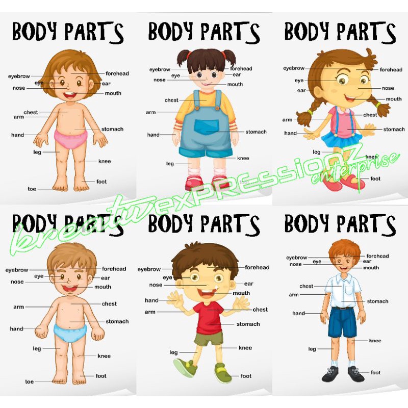 Parts of the Body / Body Parts, Laminated Educational Charts for Kids ...