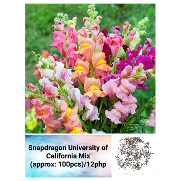 Snapdragon University of California Mix Seeds (approx: 100pcs) | Shopee ...