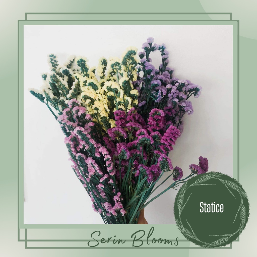 Preserved dried Statice sold per bundle (will last year's) | Shopee ...